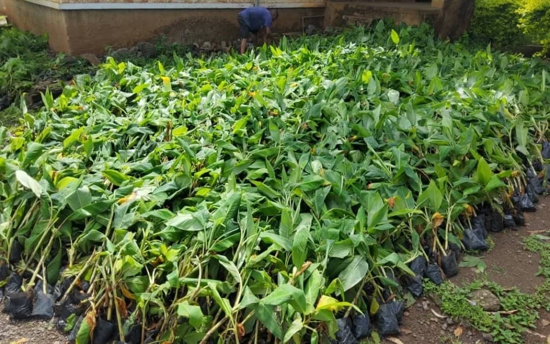 PROF. NDAKIDEMI AGAWA MICHE 10,000 YA MIGOMBA - New Times Tanzania